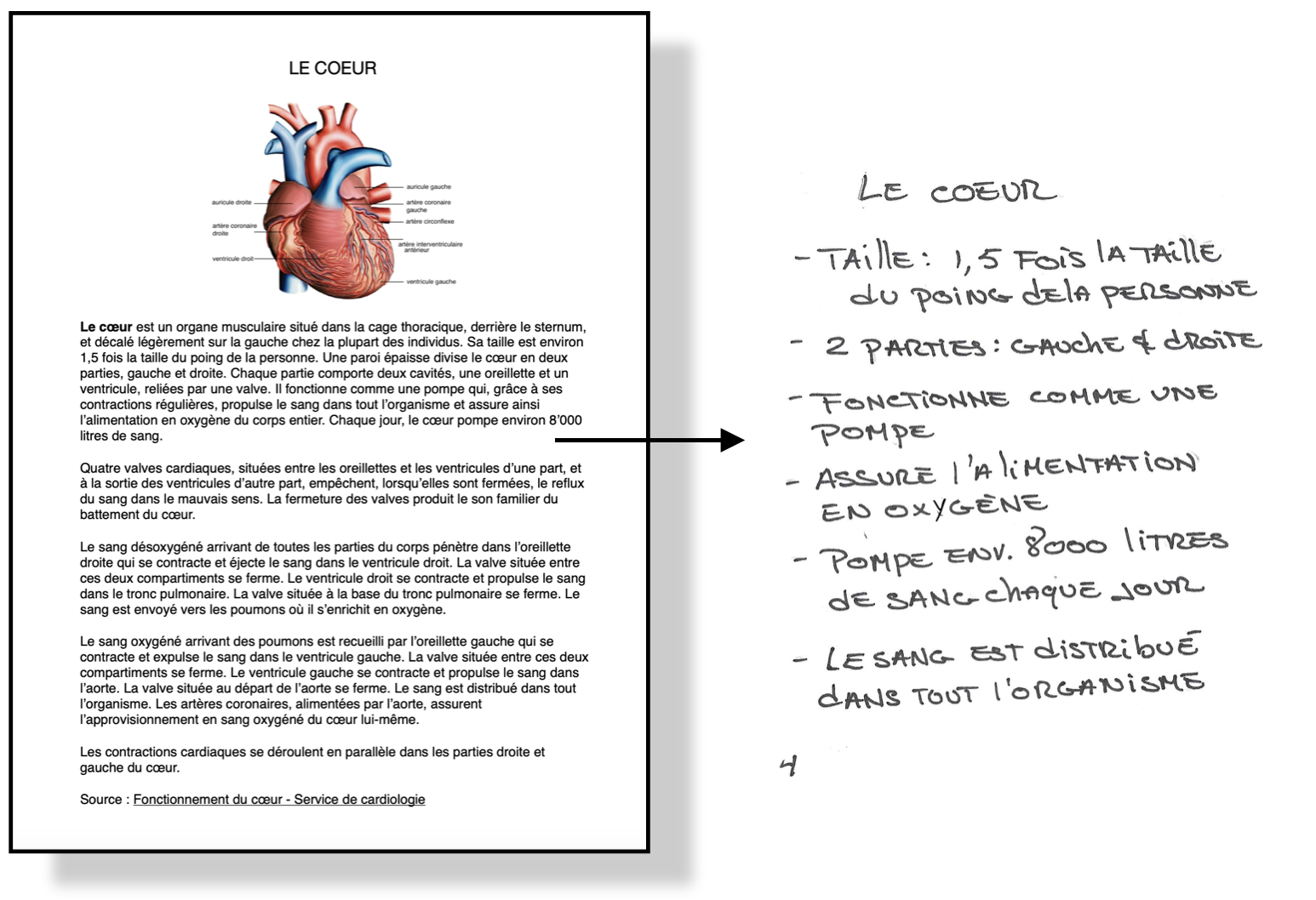 SCIENCE ET TECHNOLOGIE – ARTS VISUELS / Organes – Collage – 3e cycle du ...
